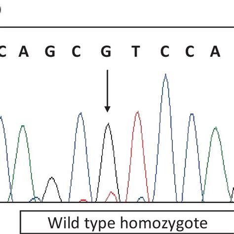 Genotyping Of Single Nucleotide Polymorphisms Snps Following Sanger