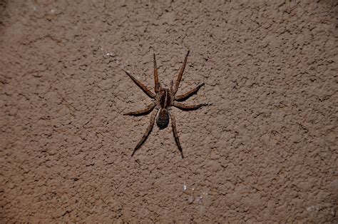 Arizona Wolf Spider Spiders In Arizona Lrpjjk