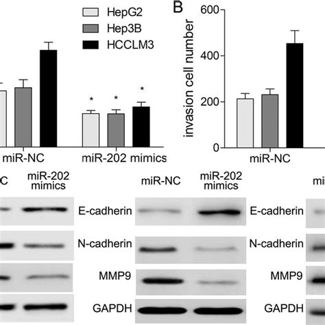 MiR 202 Represses Migration Invasion And EMT Of HCC Cells Transwell