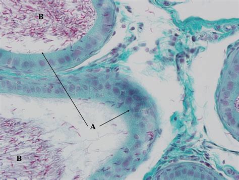 Vas Deferens Histology Ovary And Follicle Development