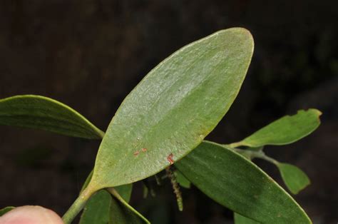 Exocarpos Latifolius Santalaceae