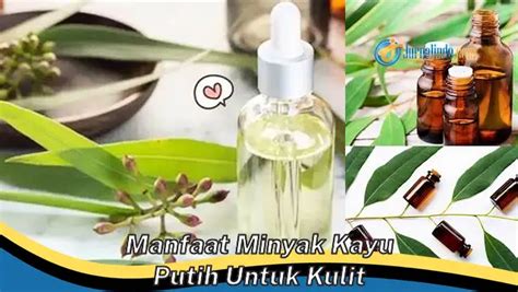 Kamu Wajib Tau Ini Dia 8 Manfaat Minyak Kayu Putih Untuk Kulit Yang