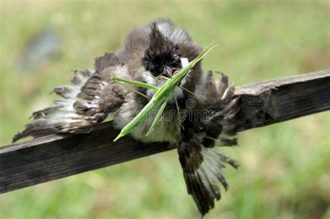 Bird Catch Insect Stock Image Image Of Nature Green 15178701
