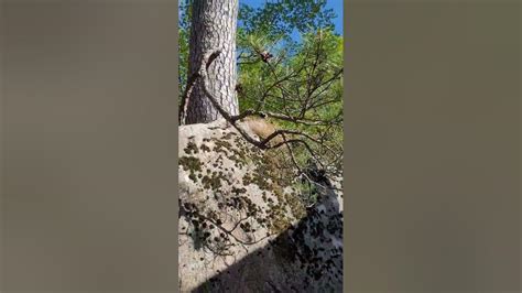 바위 틈에 낀 굽은 소나무 Youtube