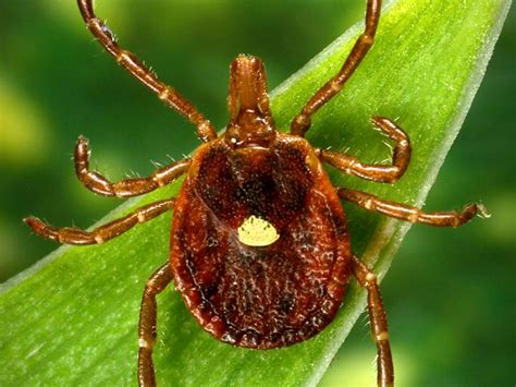 Red Meat Allergy Spread By Chiggers And Ticks Awareness Could Save A
