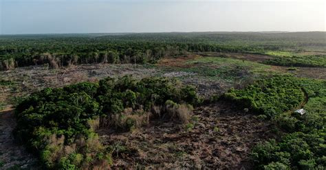 Deforestación En Yucatán Un Desafío Ambiental Yucatán Independiente