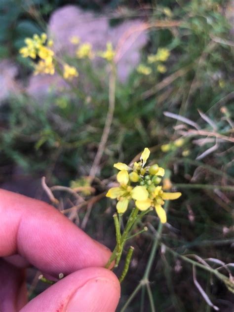 How To Propagate Diplotaxis Ibicensis Propagate One