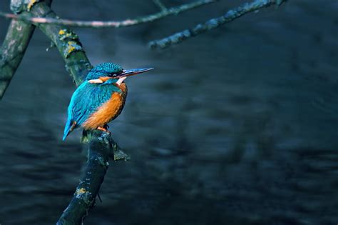 Wallpaper Birds Water Nature Branch Blue Wildlife Kingfisher