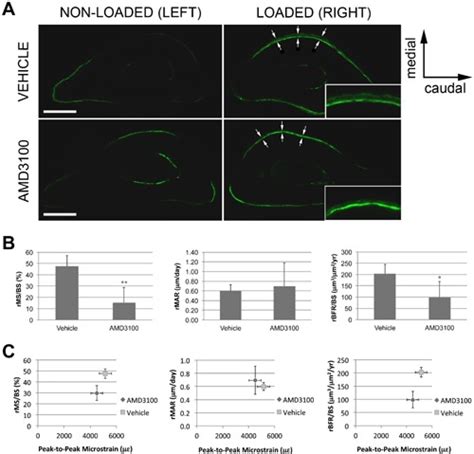 A Calcein Labeled Bone Formation In Amd3100 Treated And Control Mouse Download Scientific
