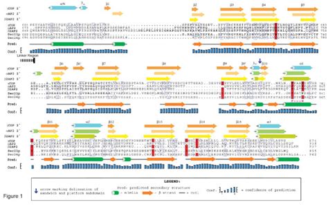 Alignment Of Copi And Ap2 Appendage Domains A Structure Based Sequence Download Scientific