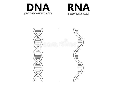 DNA Vs RNA Vector Illustration Educational Genetic Acid Explanation
