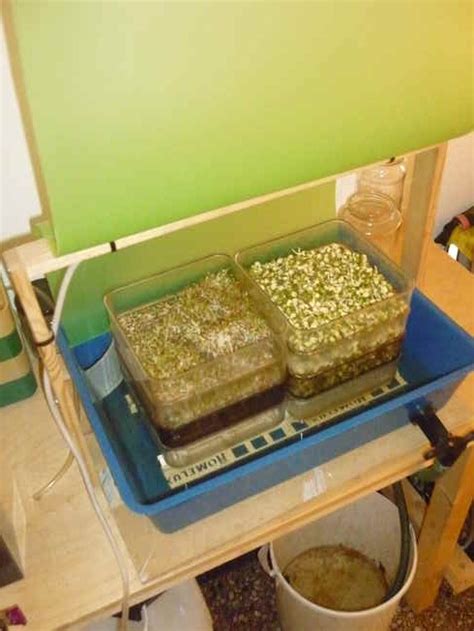 Automatic Seed Sprouter