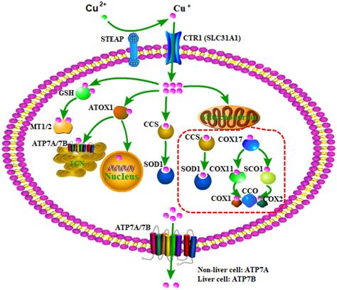 Frontiers The Emerging Role Of Copper In Depression
