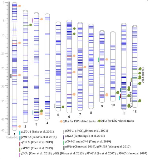 phenogram plot showing the forty three quantitative trait loci qtls