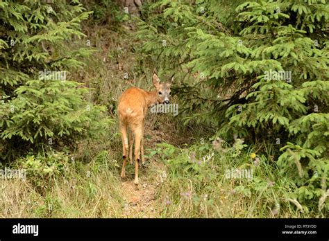 Capreolus Capreolus European Roe Deer Field Roe Deer Nature Cloven