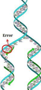 What Is DNA Repair How To Repair DNA Damage EasyBiologyClass