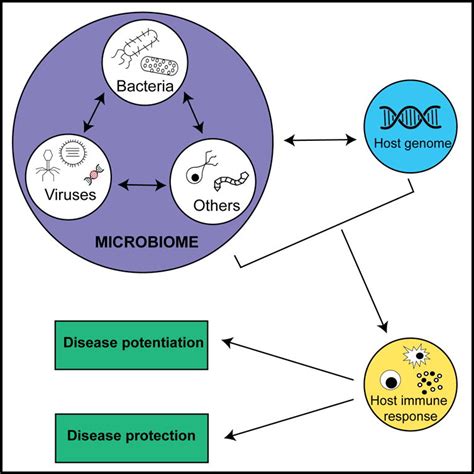 The Intestinal Virome And Immunity Pmc