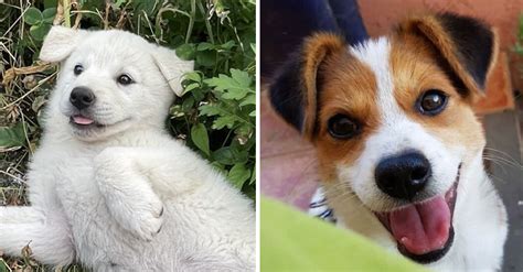 시골 강아지 특징 5가지 및 돌봐주는 방법 알아보기 비마이펫 라이프