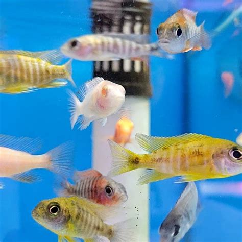 Malawi Peacock Cichlid Quality Tropical Fish Delta Aquarium