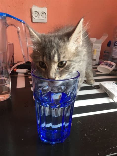 Котката ми пие малко вода Български Фермер
