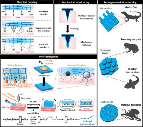 Overview Of Principles And Designs For Hydrogel Tissue Adhesion