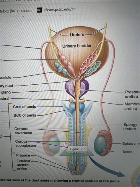 Test 26 Diagram Quizlet