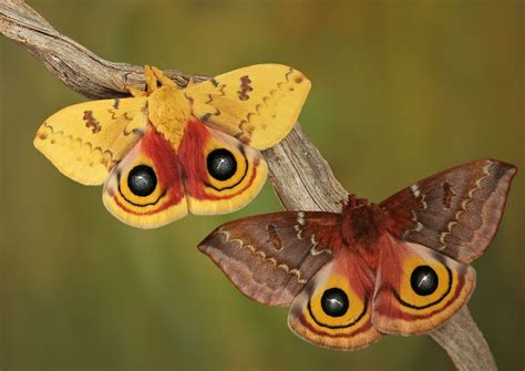 70 Awesome Examples Of Lepidoptera Forsyth
