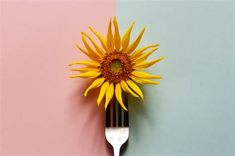 파스텔 분홍색과 파란색 배경에 스테인레스 스틸 포크 해바라기의 창조적 인 최소한의 아이디어 여름 개념입니다 개념에 대한 스톡