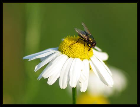 Brummi Foto And Bild Nr 2 Bilder Auf Fotocommunity