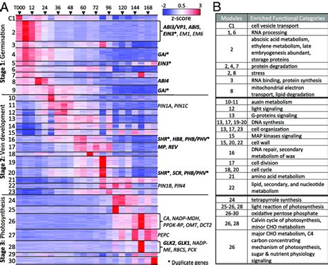 Heatmap Of Gene Expression Levels And Enriched Functional Categories