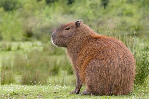 Capibara Tutto Quello Che Devi Sapere Sul Roditore Più Puccioso