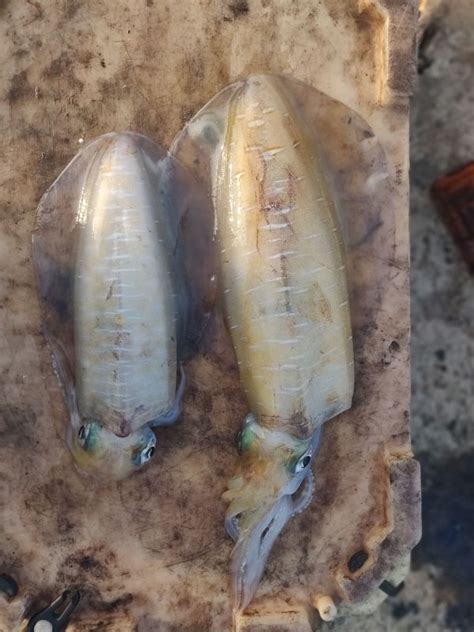 Cuttle Fish Freezing Process Cold Storage At Rs 300 1kg In