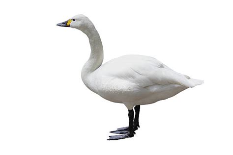 Angsa Whooper Foto Foto Stok Potret And Gambar Bebas Royalti Istock