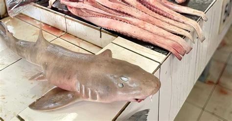 More Protection Needed For Endangered Marine Species In Sabah New