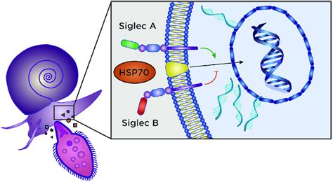 Working Model With Siglec Like Mediated Signal Transduction In