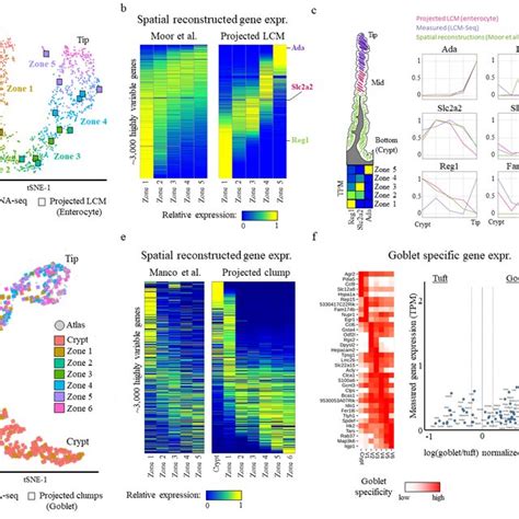 Imputation And High Resolution Label Transfer Identifies Spatial