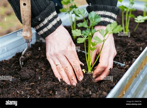 Gardener Planting Celeriac Seedlings In A Raised Bed Stock Photo Alamy