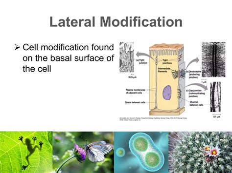 Lesson 4 Cell Modifications Pdf