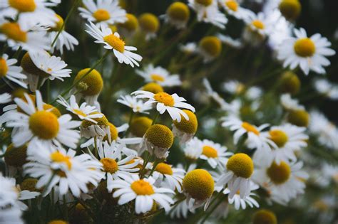 Flowers Chamomile Wild Free Photo On Pixabay Pixabay
