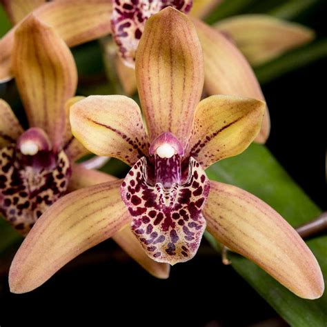 Cymbidium Devonianum
