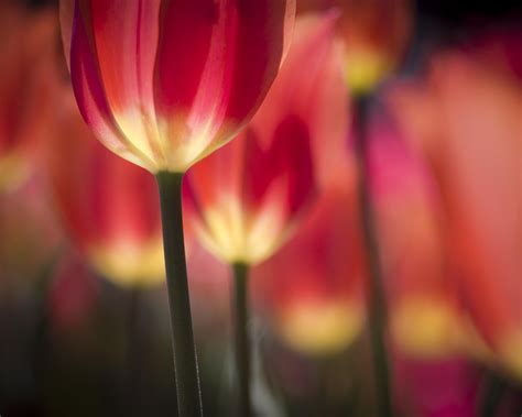 Sunlight Depth Of Field Flowers Nature Red Macro Pink Color