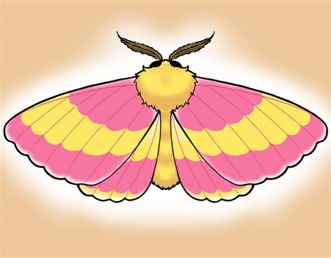 Rosy Maple Moth Tattoo Idea By Ari Star14 On Deviantart