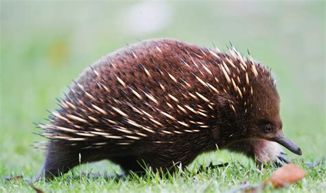 Wallpaper Echidna Grass Leaves Thorns X Coolwallpapers Hd Wallpapers