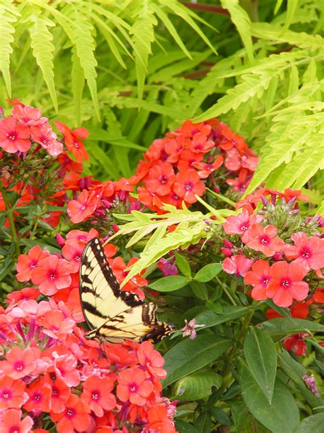 Pests Identify Solve Prevent