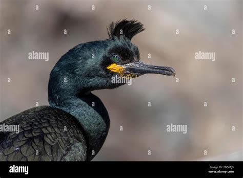 Common Shag Phalacrocorax Aristotelis Portrait Plumage Erect