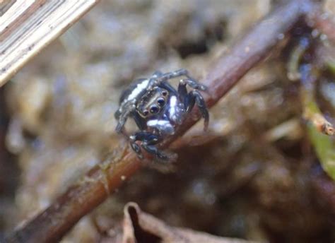 アダンソンハエトリ 身近な生きもの図鑑 県内の動植物種について知りたい身近な生きもの 生物多様性情報総合プラットフォーム 福岡