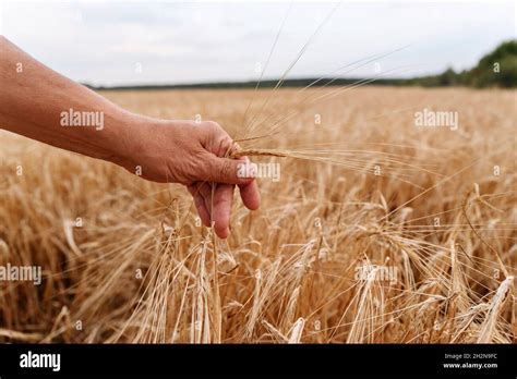 Grandfather Kissing Granddaughter On Forehead On Wheat Field Stock