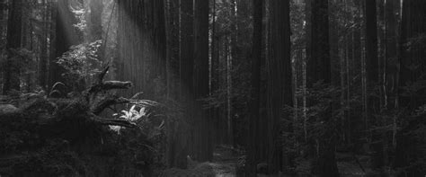 Gestão De Investimentos Imobiliários únicos Jacarandá Capital