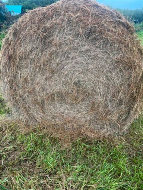 Hay For Sale Livestock Edmonton Kijiji