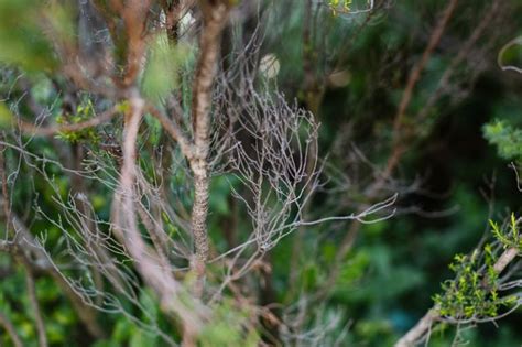 Whats The Best Time To Prune Evergreen Shrubs